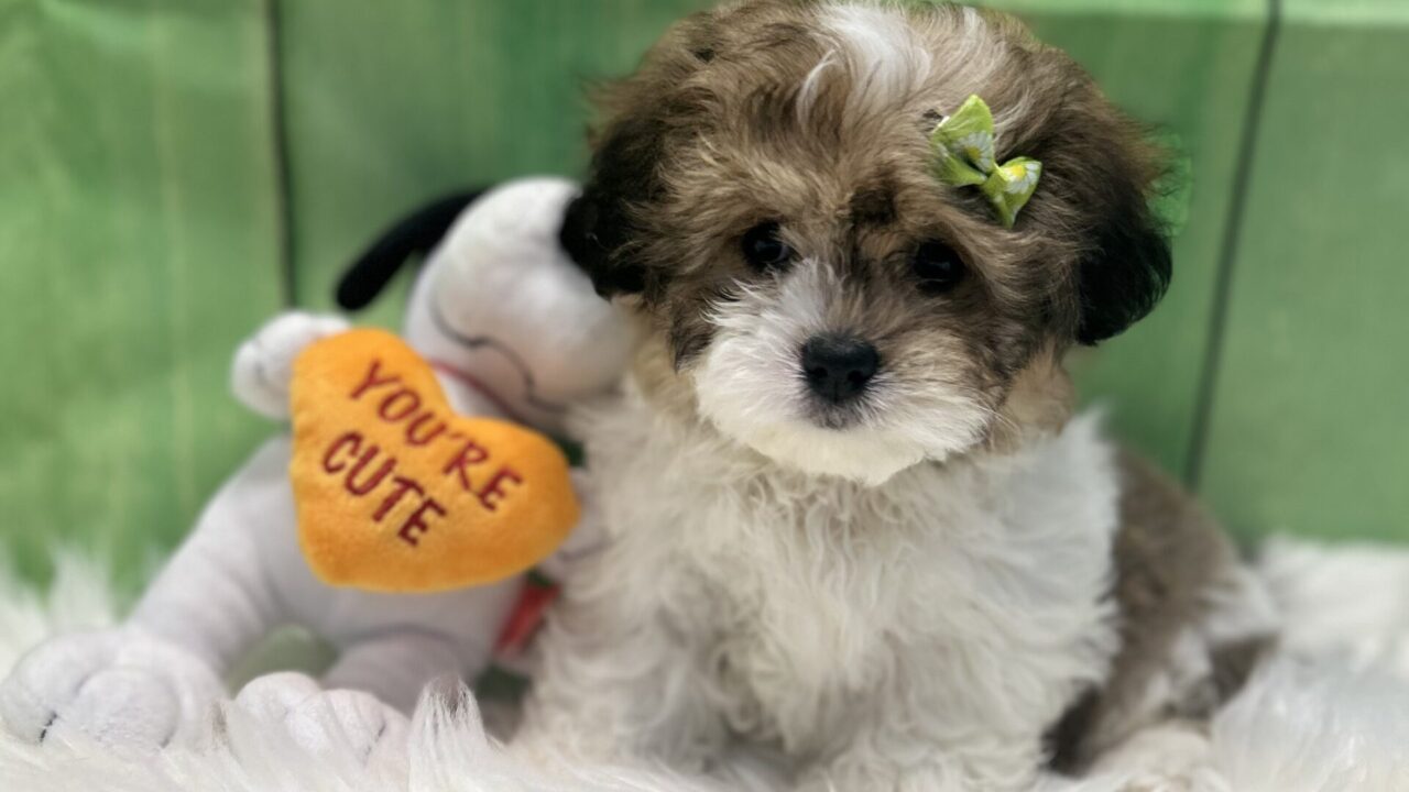 TeddyBear Puppies for Sale - Playful Pets - Family Owned - USDA Breeder